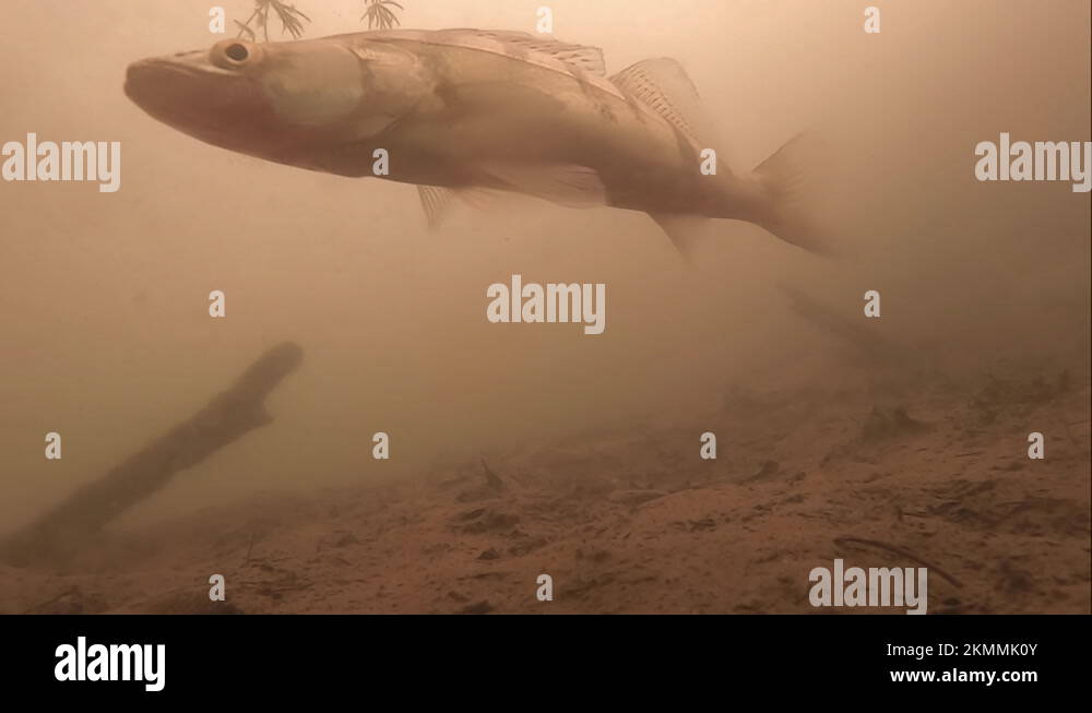 Fish of portugal Stock Videos & Footage - HD and 4K Video Clips - Alamy