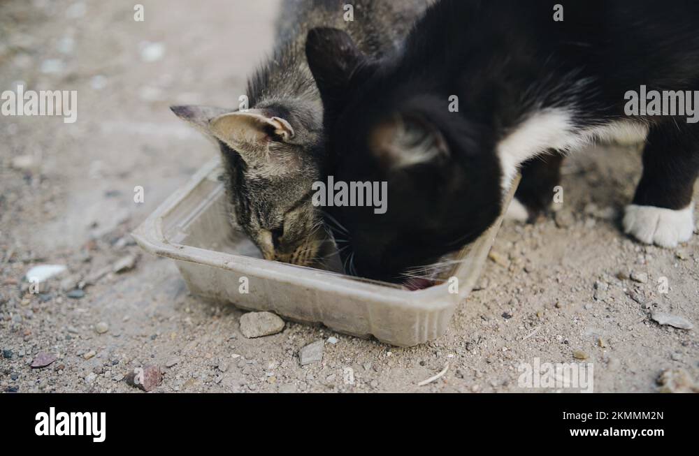 Poor animals Stock Videos & Footage - HD and 4K Video Clips - Alamy