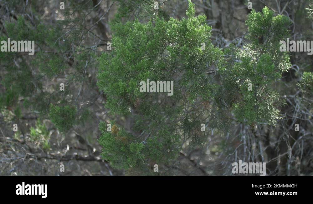 Hill country cedar tree Stock Videos & Footage - HD and 4K Video Clips ...