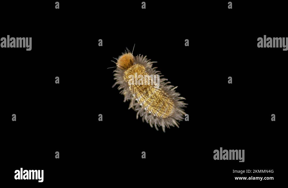 Larva of beetle Thylodrias contractus (Odd Beetle) under a microscope ...