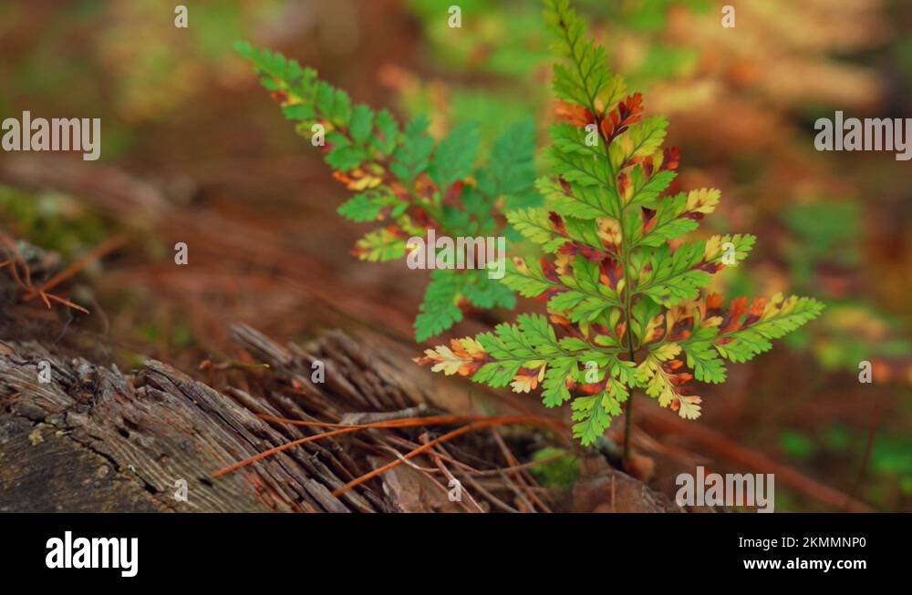 Spruce leaf Stock Videos & Footage - HD and 4K Video Clips - Alamy