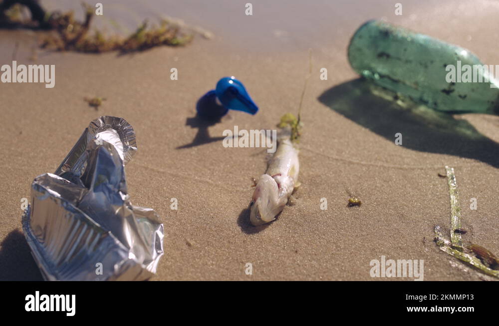 Decaying garbage Stock Videos & Footage - HD and 4K Video Clips - Alamy