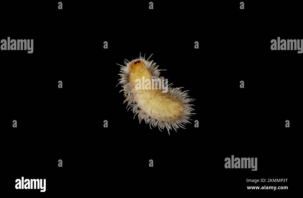 Larva of beetle Thylodrias contractus (Odd Beetle) under a microscope ...