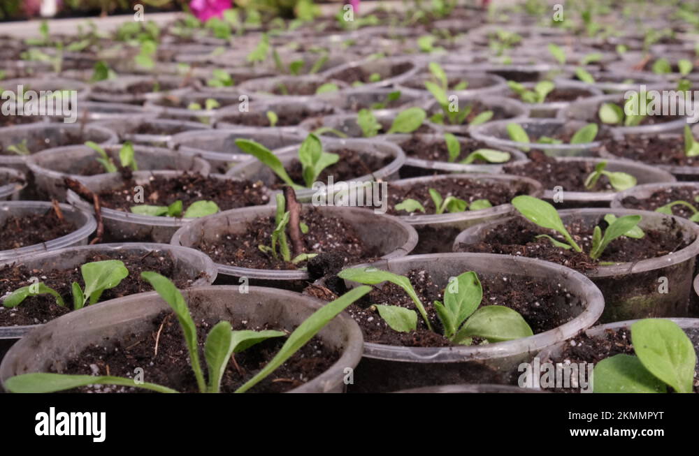 Many Young Shoots of Crop Plants in Banks. Seedlings for Sale. Growing ...