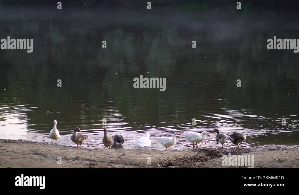 Happy geese Stock Videos & Footage - HD and 4K Video Clips - Alamy