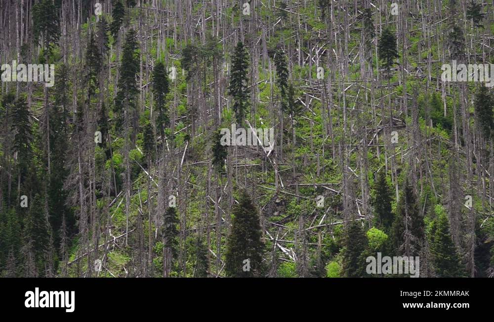 Timber damage Stock Videos & Footage - HD and 4K Video Clips - Alamy