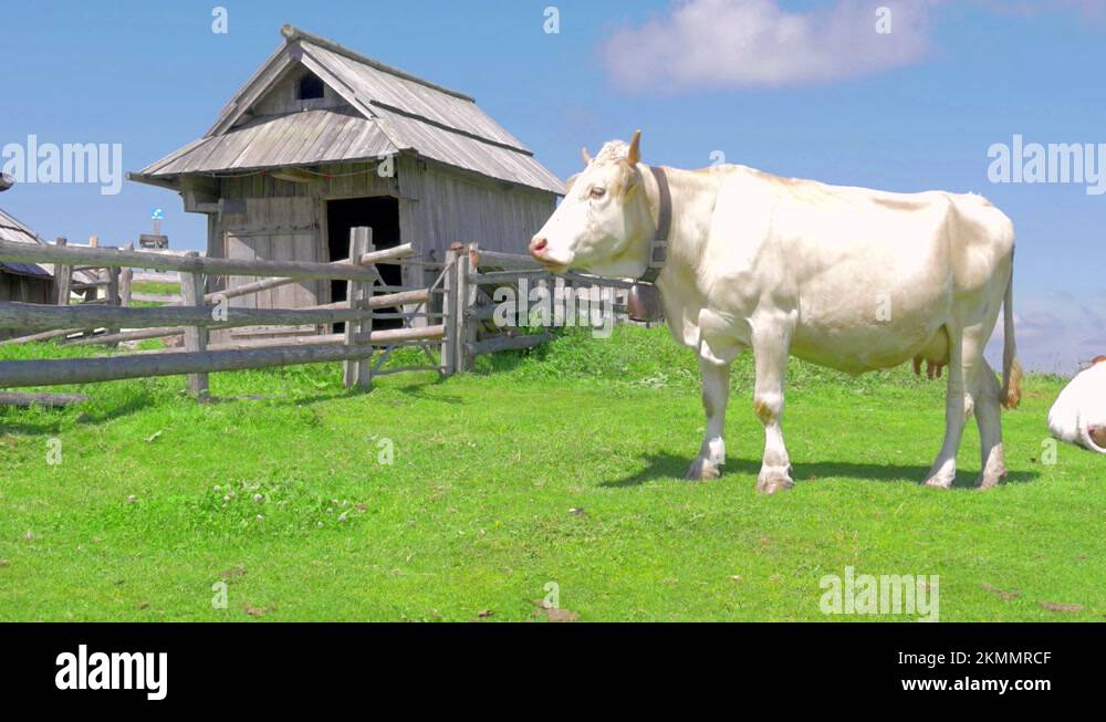 Cow bell Stock Videos & Footage - HD and 4K Video Clips - Alamy