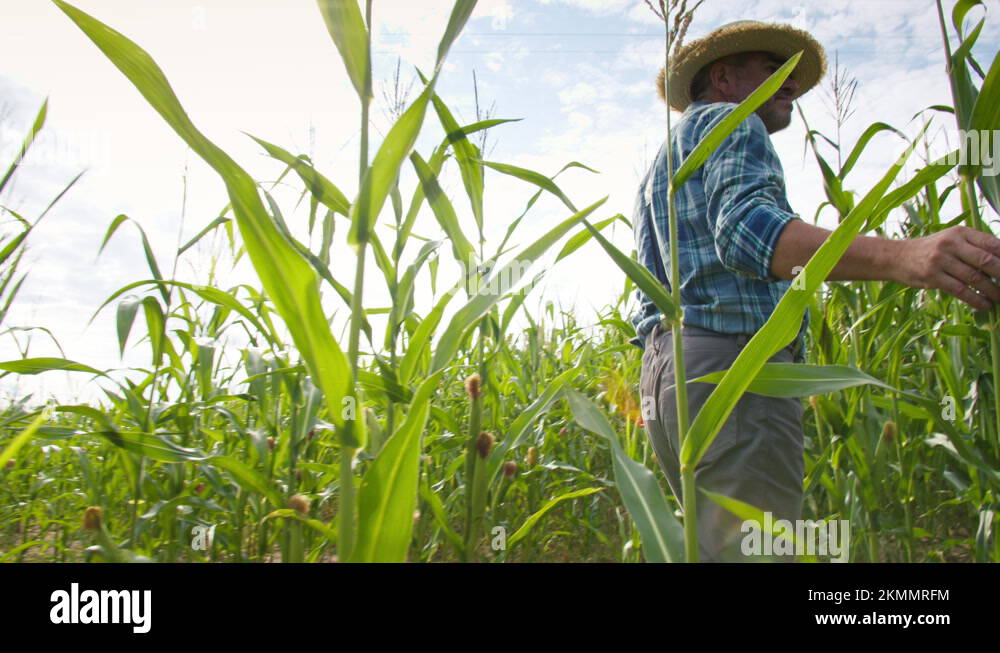 Farmer wearing straw hat walking through corn field. Man going between ...