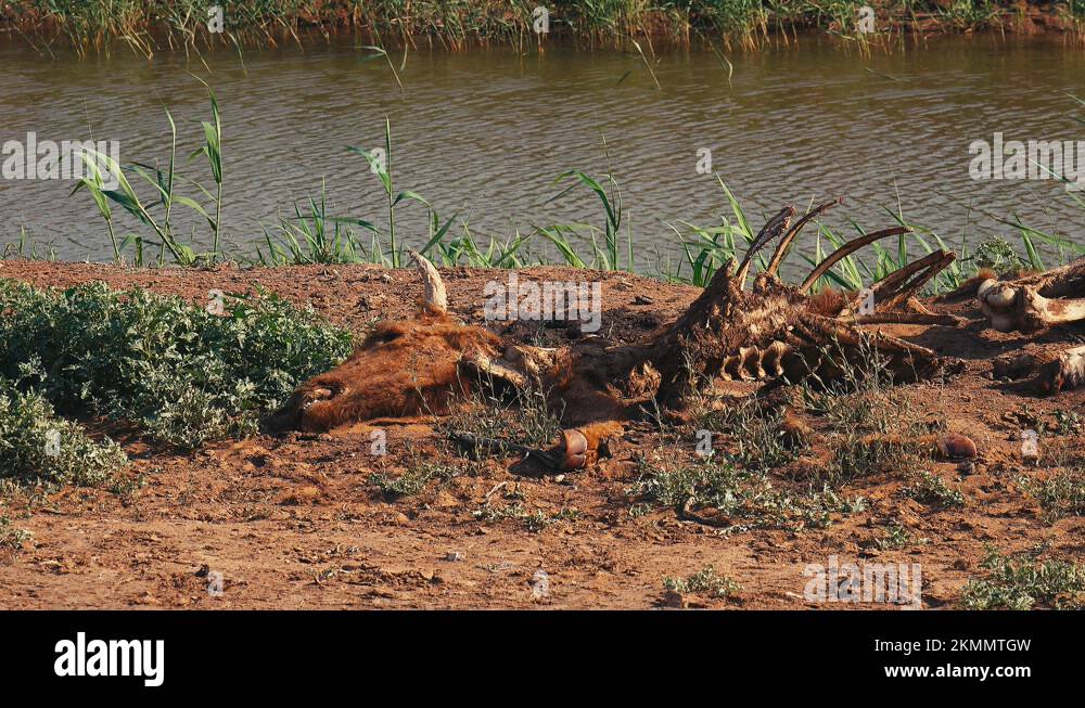 Cow skeleton Stock Videos & Footage - HD and 4K Video Clips - Alamy