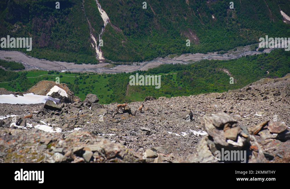 Capra mountain goat Stock Videos & Footage - HD and 4K Video Clips - Alamy