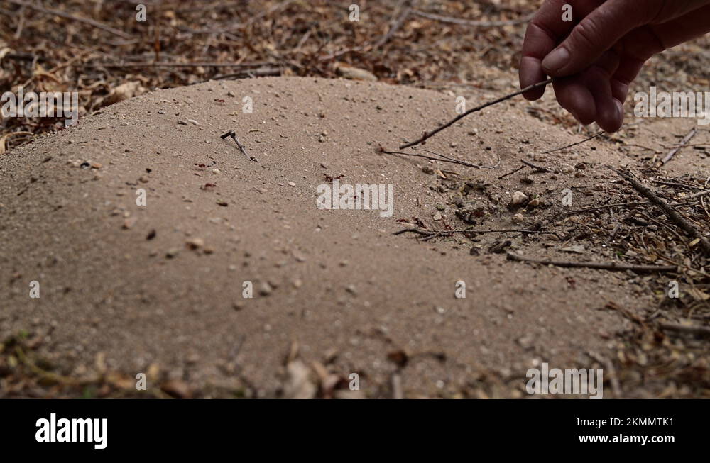 Wingless stick insect Stock Videos & Footage - HD and 4K Video Clips ...