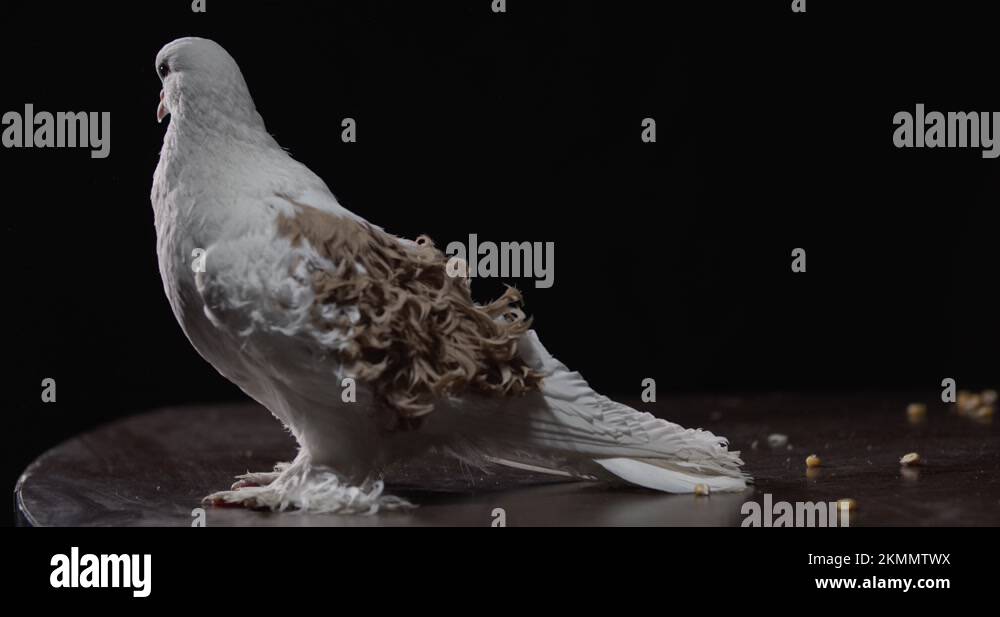 Curly feathers Stock Videos & Footage - HD and 4K Video Clips - Alamy