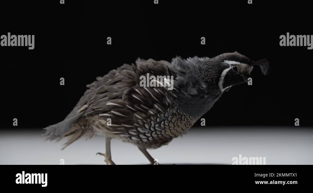 Tuft on the head Stock Videos & Footage - HD and 4K Video Clips - Alamy