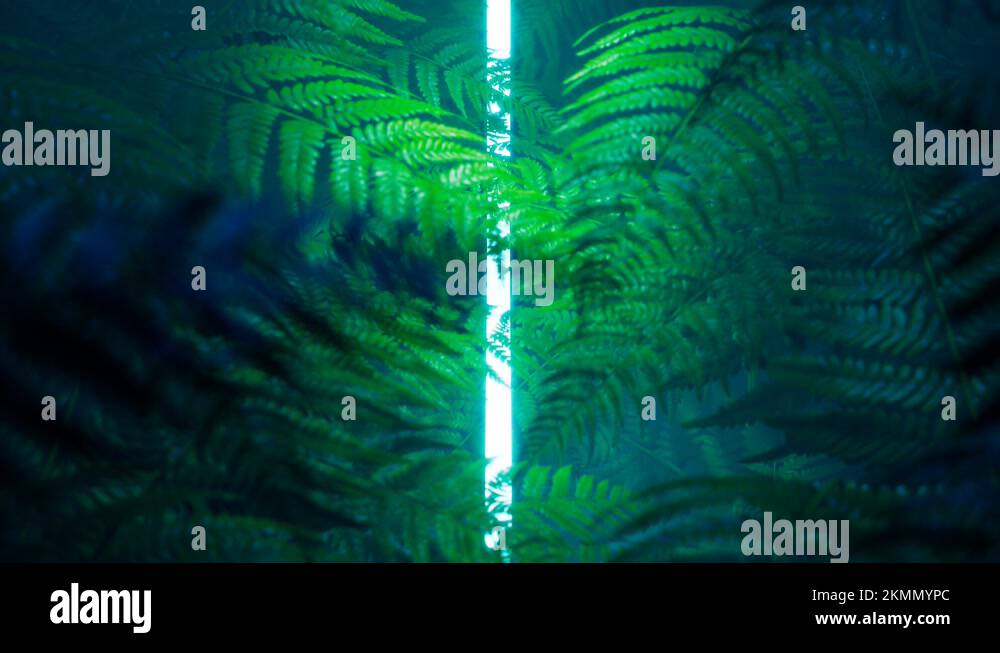 Seamless looping animation of green leaves of ferns with neon light. 4K ...