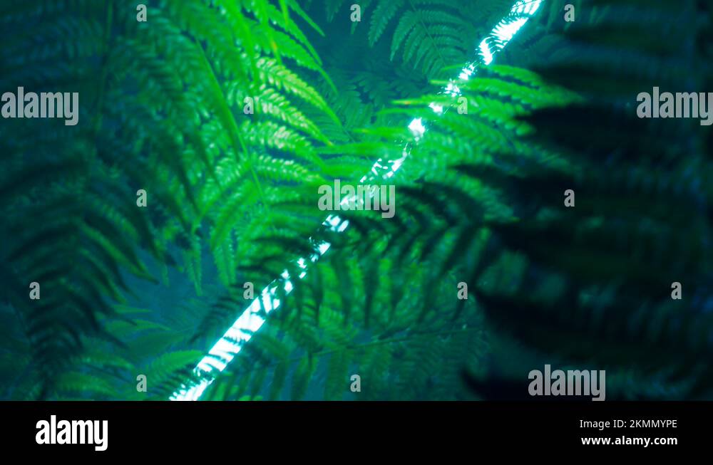 Seamless looping animation of green leaves of ferns with neon light. 4K ...