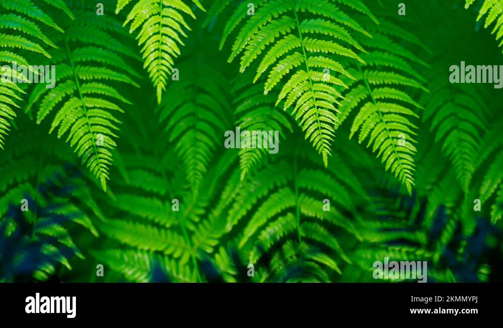 Seamless looping animation of green leaves of ferns on dark background ...