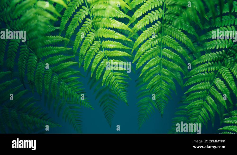 Seamless looping animation of green leaves of ferns on dark background ...