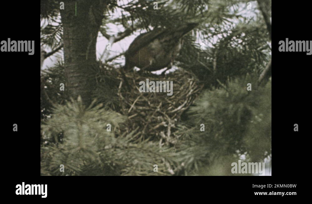 1960s: Robin lands in tree and constructs nest. Baby robins peek out of ...