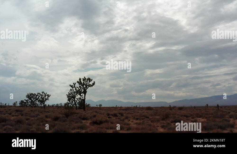 Joshua trees survive in the harsh climate of the Mojave Desert Basin ...