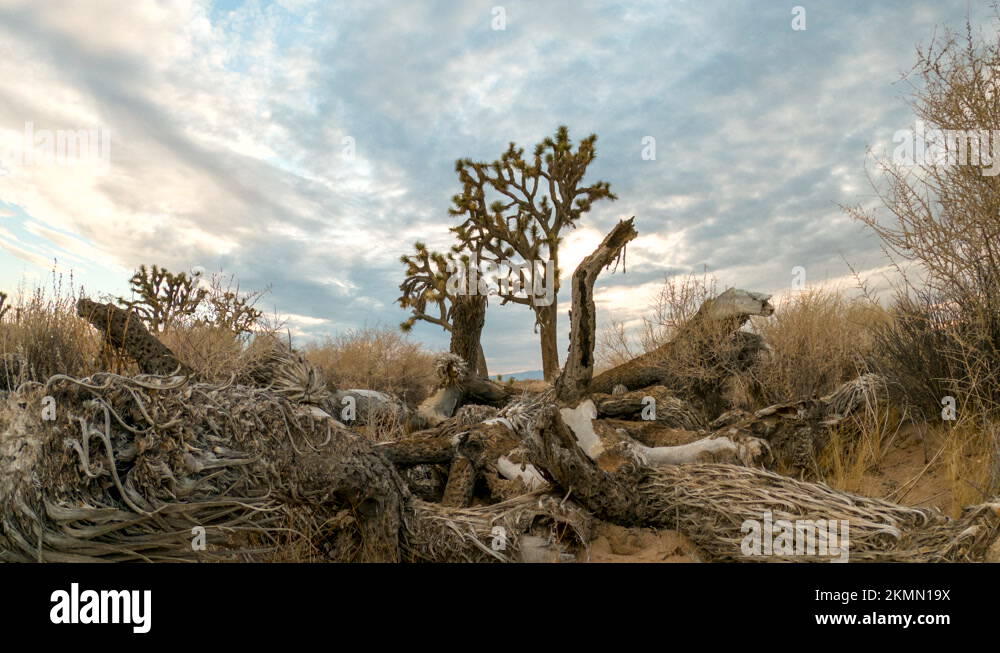 Dead joshua trees Stock Videos & Footage - HD and 4K Video Clips - Alamy