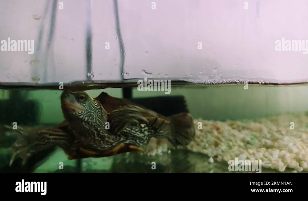 Northern map turtle Stock Videos & Footage - HD and 4K Video Clips - Alamy