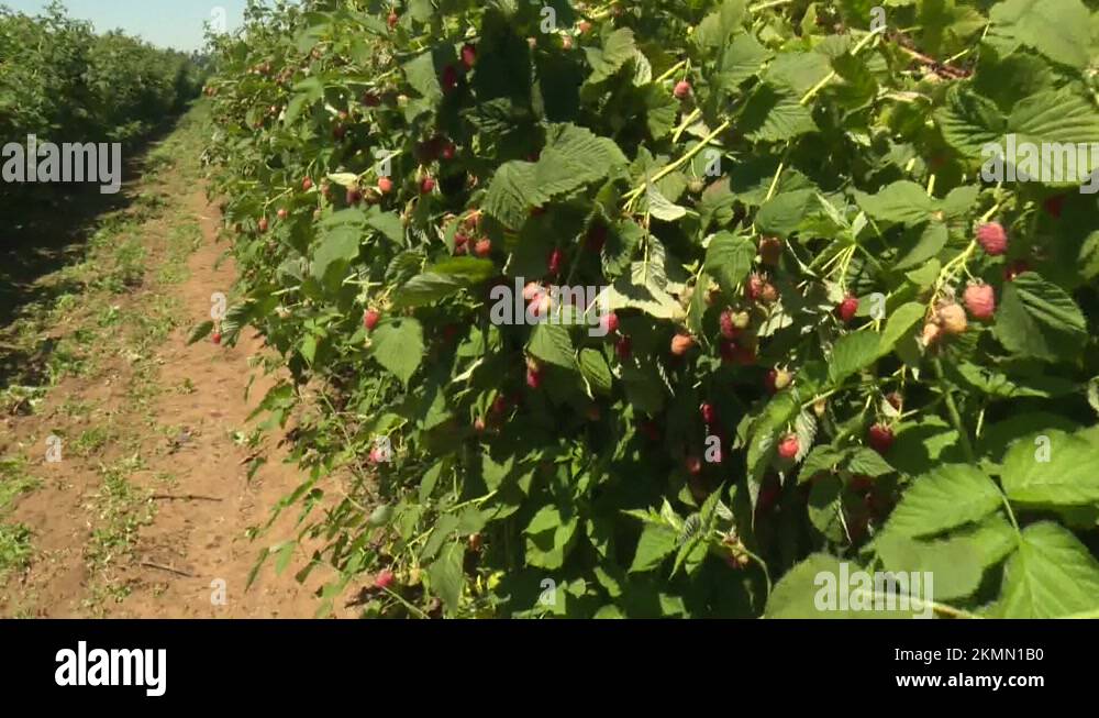 Raspberry field Stock Videos & Footage - HD and 4K Video Clips - Alamy