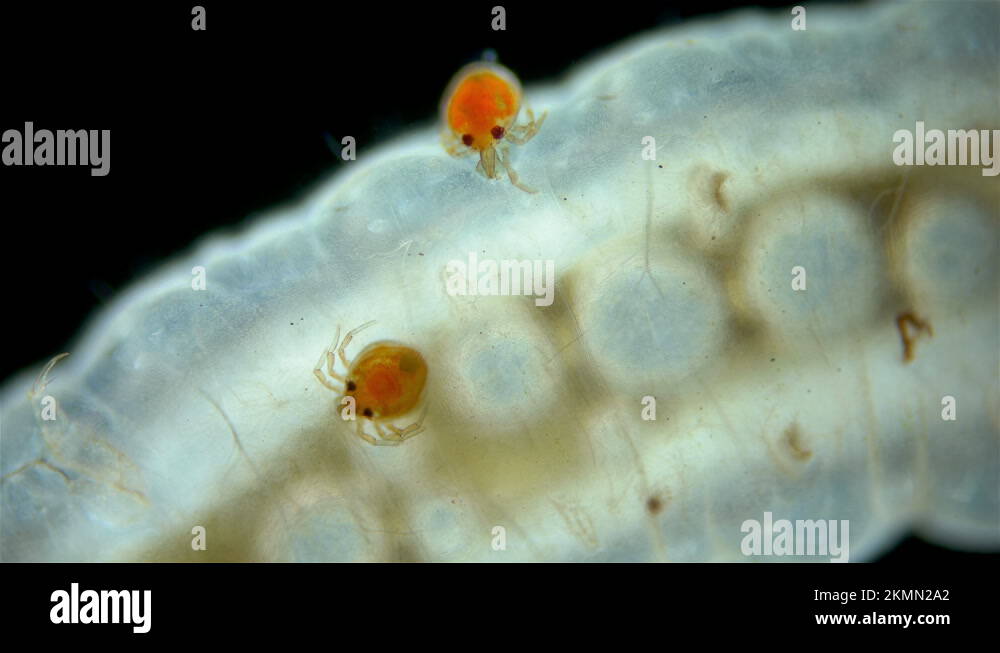 Hydrachnidia mite larva and Hydrophilidae larva under a microscope ...