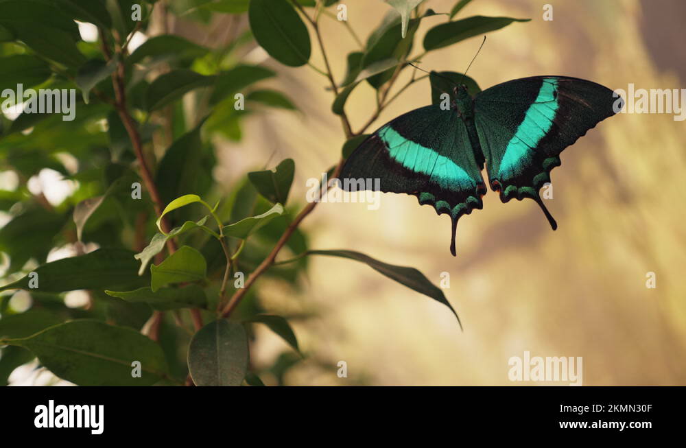 Malabar banded peacock papilio buddha Stock Videos & Footage - HD and ...