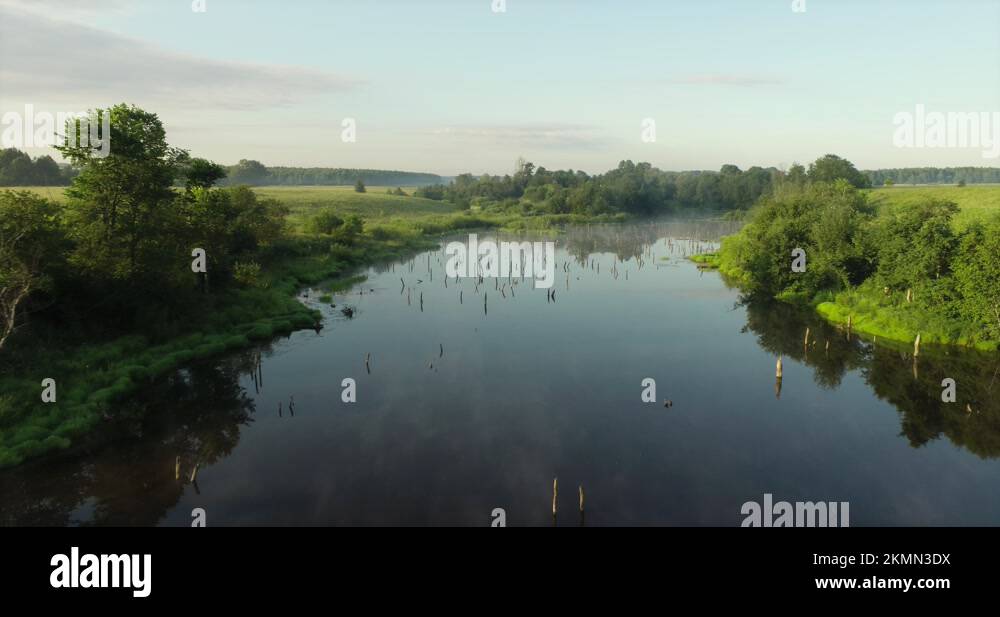 Swampy lake with died trees, dry forest. Mystic swamp place with fog ...