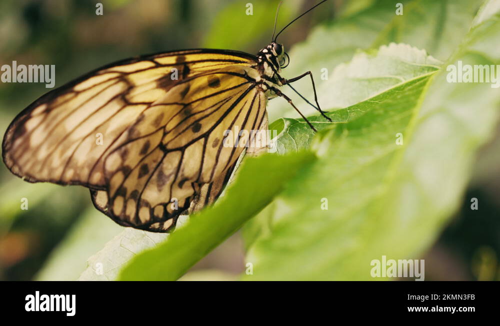 A tree nymph Stock Videos & Footage - HD and 4K Video Clips - Alamy