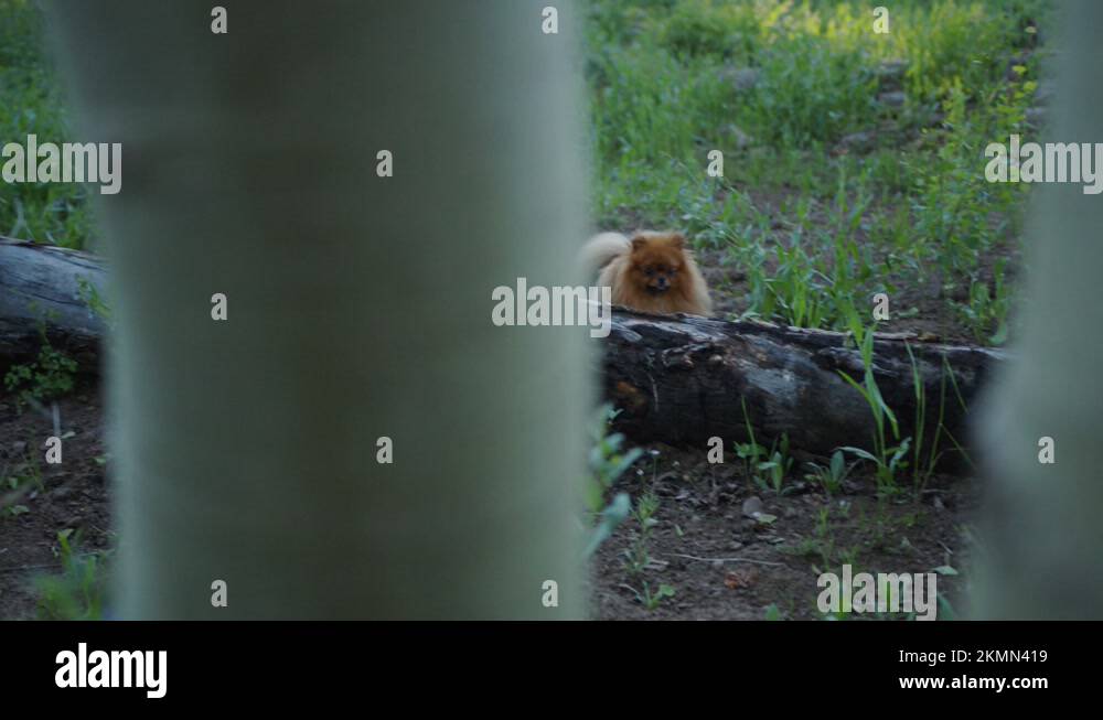 Moving Shot to Reveal Cute Pomeranian Dog Behind Tree Near a Log in the ...