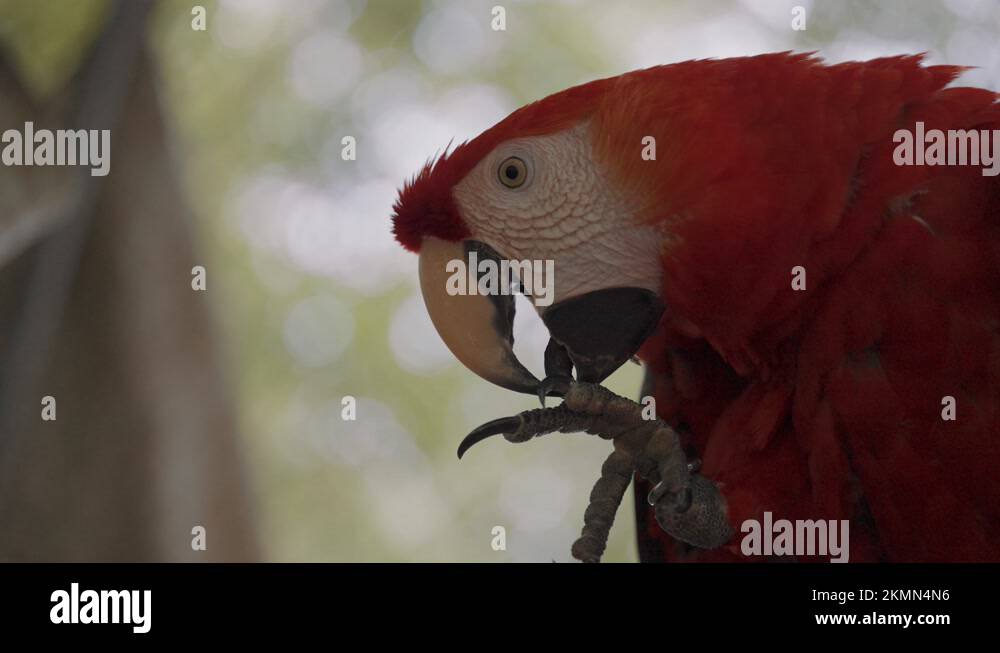 Parrot legs Stock Videos & Footage - HD and 4K Video Clips - Alamy