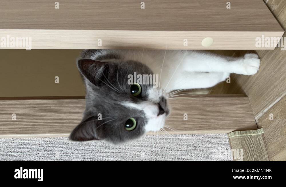 Cat entering home door Stock Videos & Footage - HD and 4K Video Clips ...