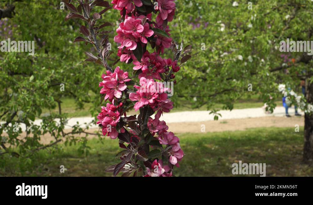 Malus flowering Stock Videos & Footage - HD and 4K Video Clips - Alamy