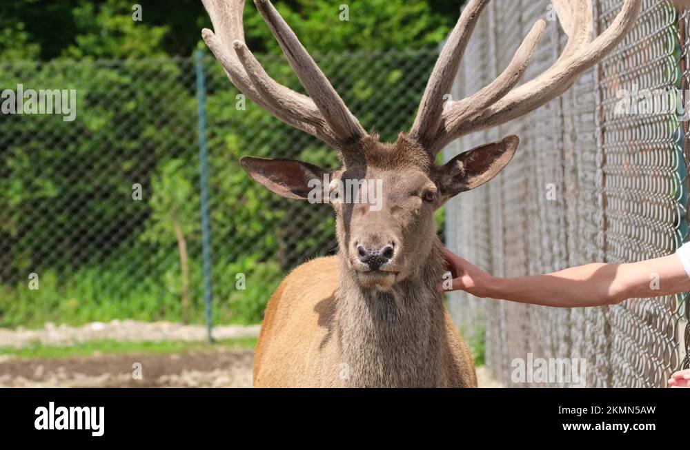 Cervidae species Stock Videos & Footage - HD and 4K Video Clips - Alamy