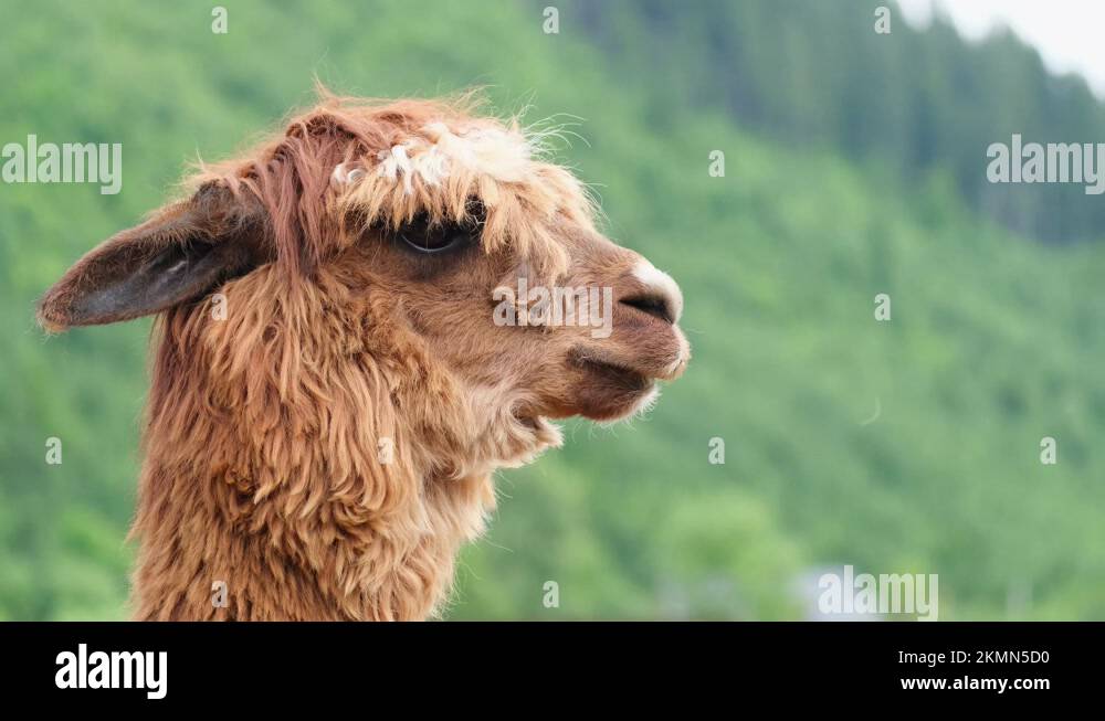 Head lama big ears Stock Videos & Footage - HD and 4K Video Clips - Alamy