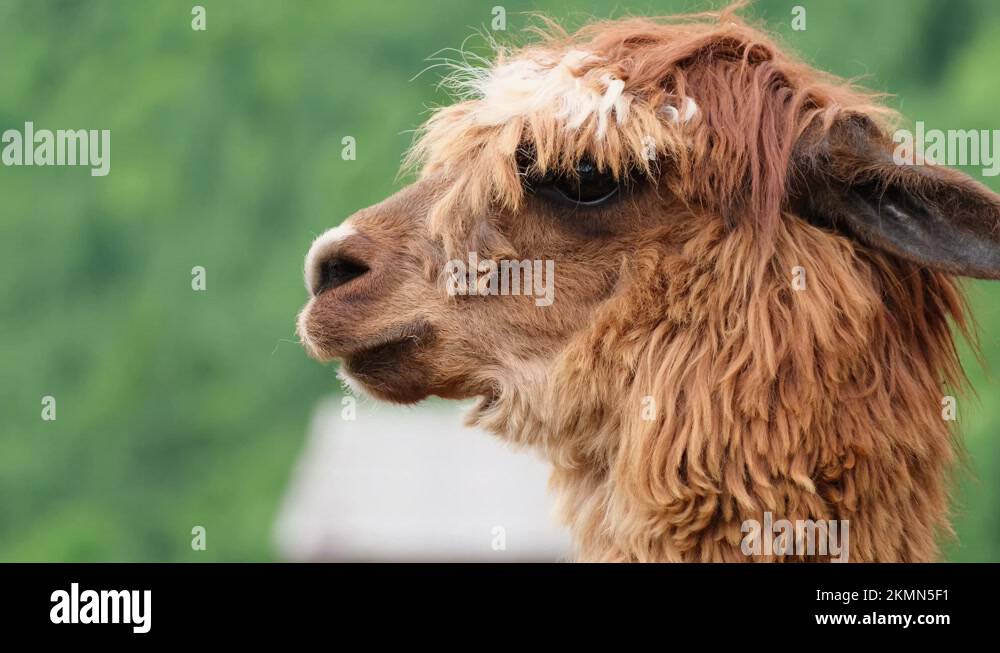 Lama is a South American mammal of the camel family, alpaca close up ...