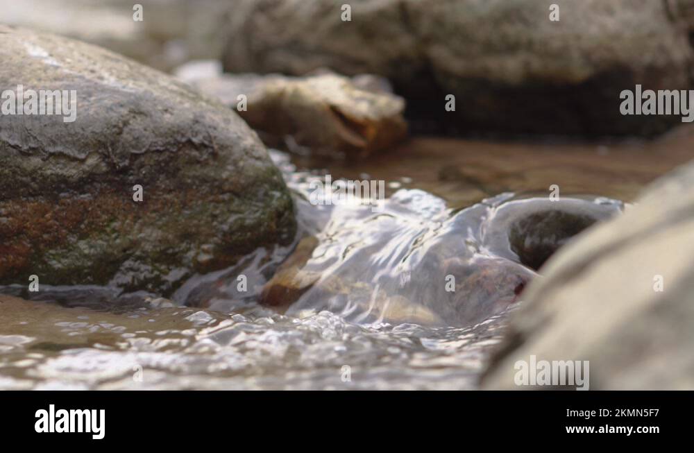Creek forest Stock Videos & Footage - HD and 4K Video Clips - Alamy