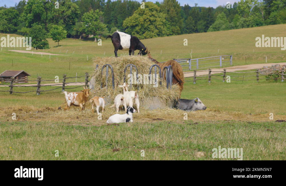 Cow and donkey Stock Videos & Footage - HD and 4K Video Clips - Alamy