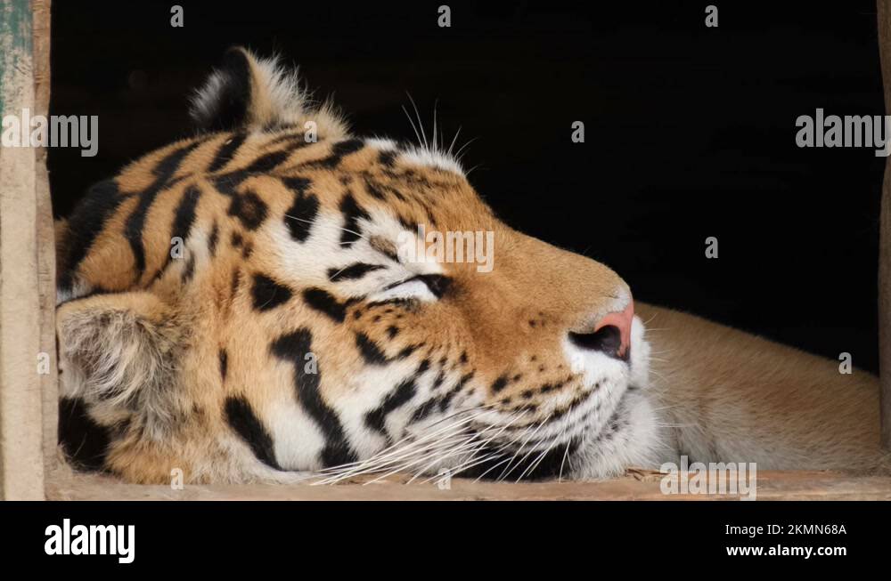 Shooting tiger Stock Videos & Footage - HD and 4K Video Clips - Alamy