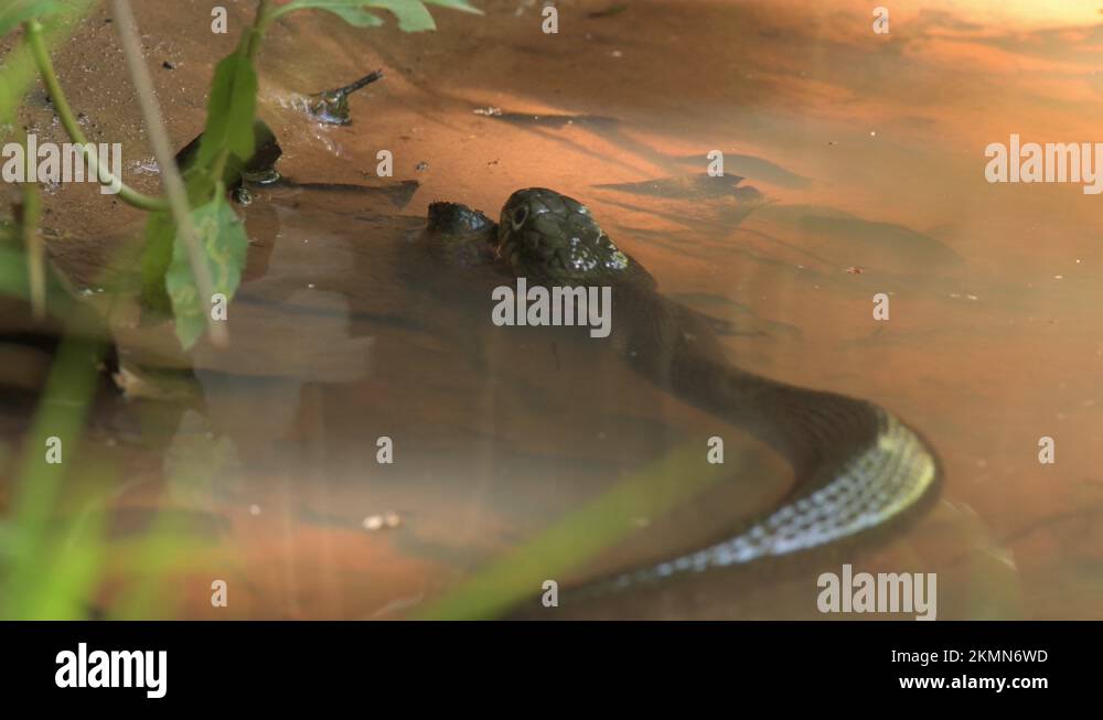 Plain-bellied water snake in shallow water, rising to the surface to ...