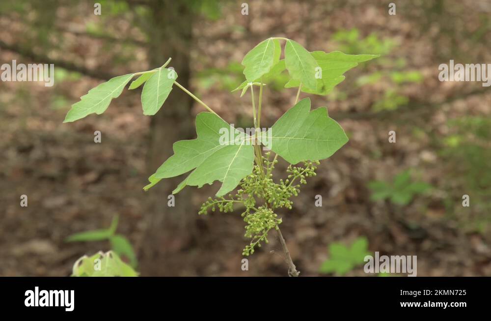 Poison ivy flower Stock Videos & Footage - HD and 4K Video Clips - Alamy
