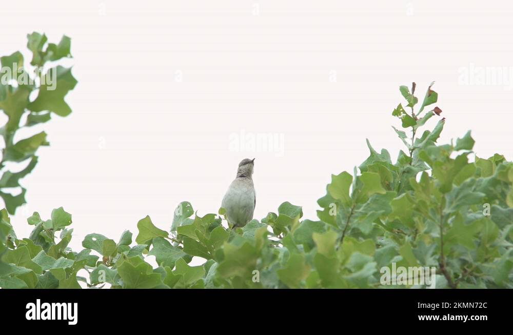 Northern Mockingbird singing loudly on top of a tree on a cloudy ...