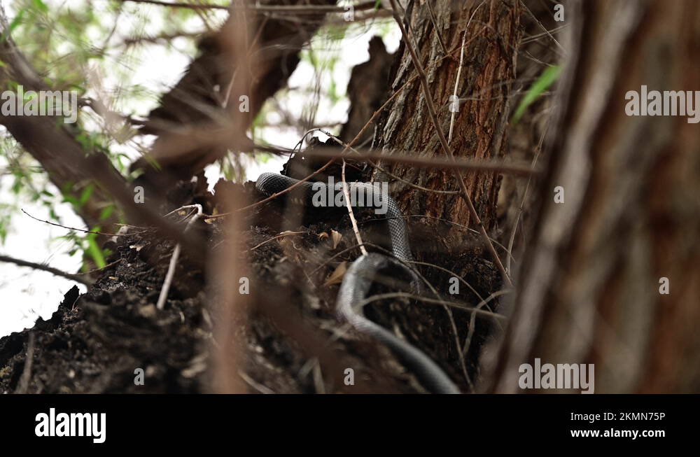 Black tree snake Stock Videos & Footage - HD and 4K Video Clips - Alamy