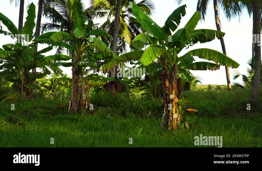 Free-roaming Vietnam cows in tropical jungle, gimbal panning view Stock ...