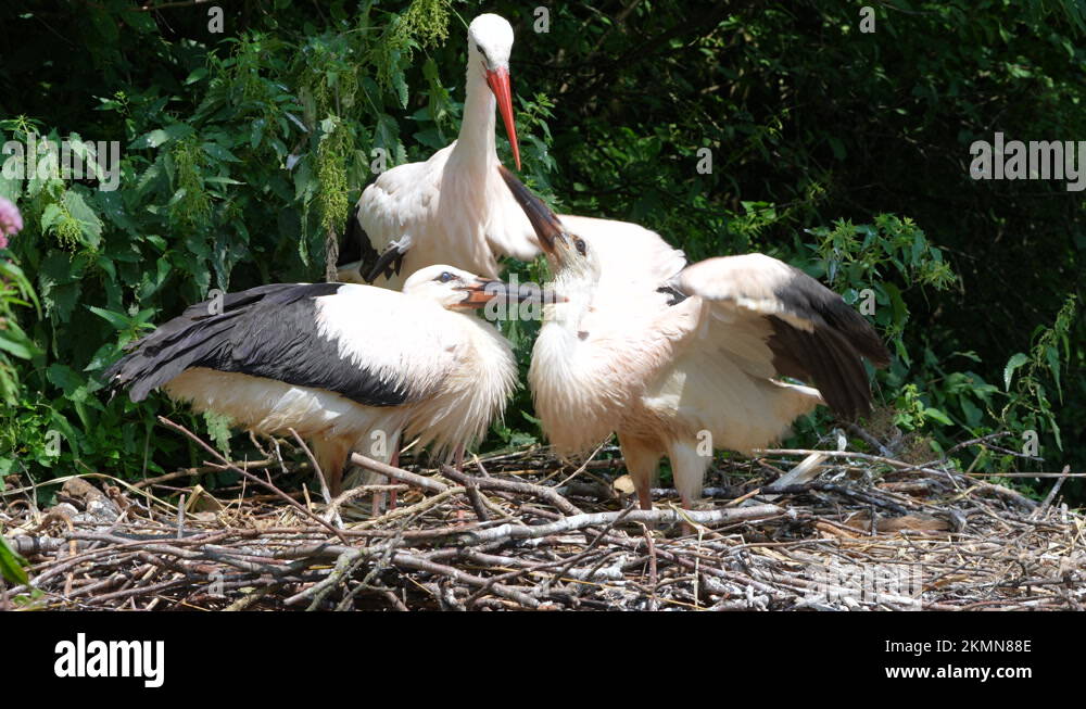 Family storks Stock Videos & Footage - HD and 4K Video Clips - Alamy