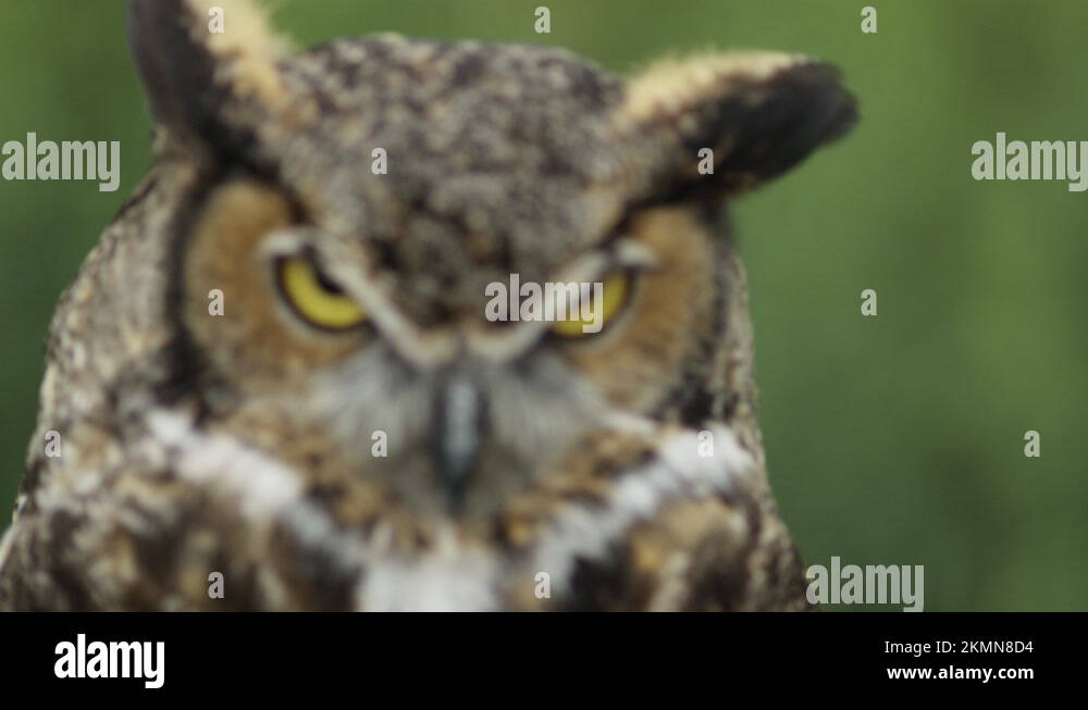 Great horned owl bird Stock Videos & Footage - HD and 4K Video Clips - Alamy
