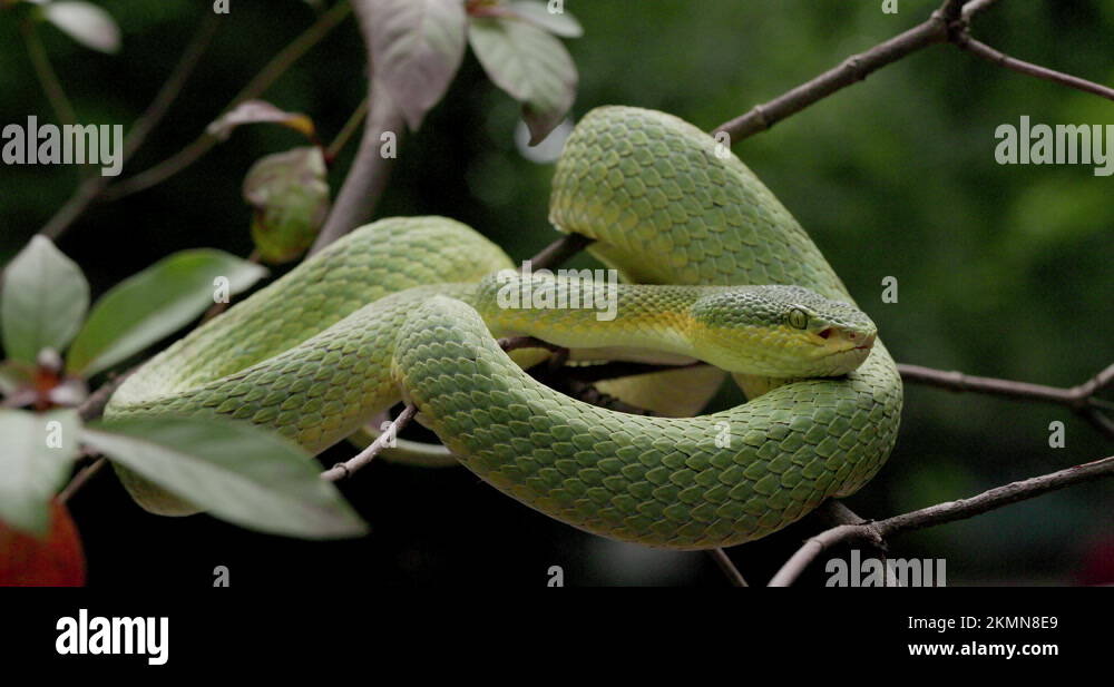 Bamboo pit viper Stock Videos & Footage - HD and 4K Video Clips - Alamy