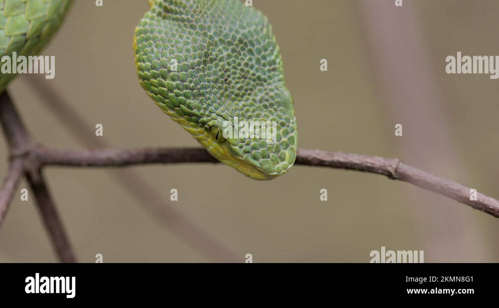 Bamboo pit vipers Stock Videos & Footage - HD and 4K Video Clips - Alamy
