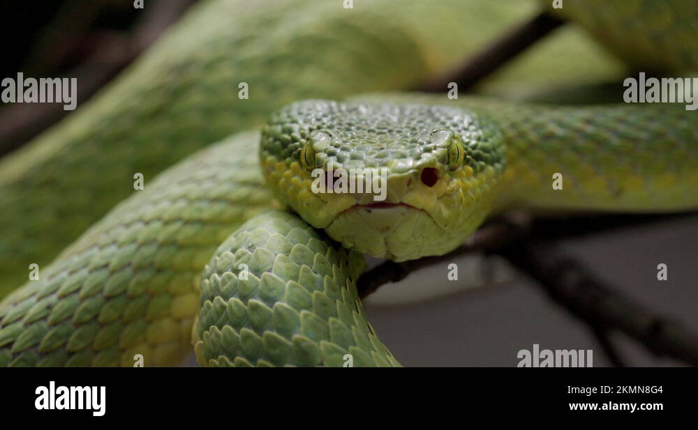 Viper pits Stock Videos & Footage - HD and 4K Video Clips - Alamy